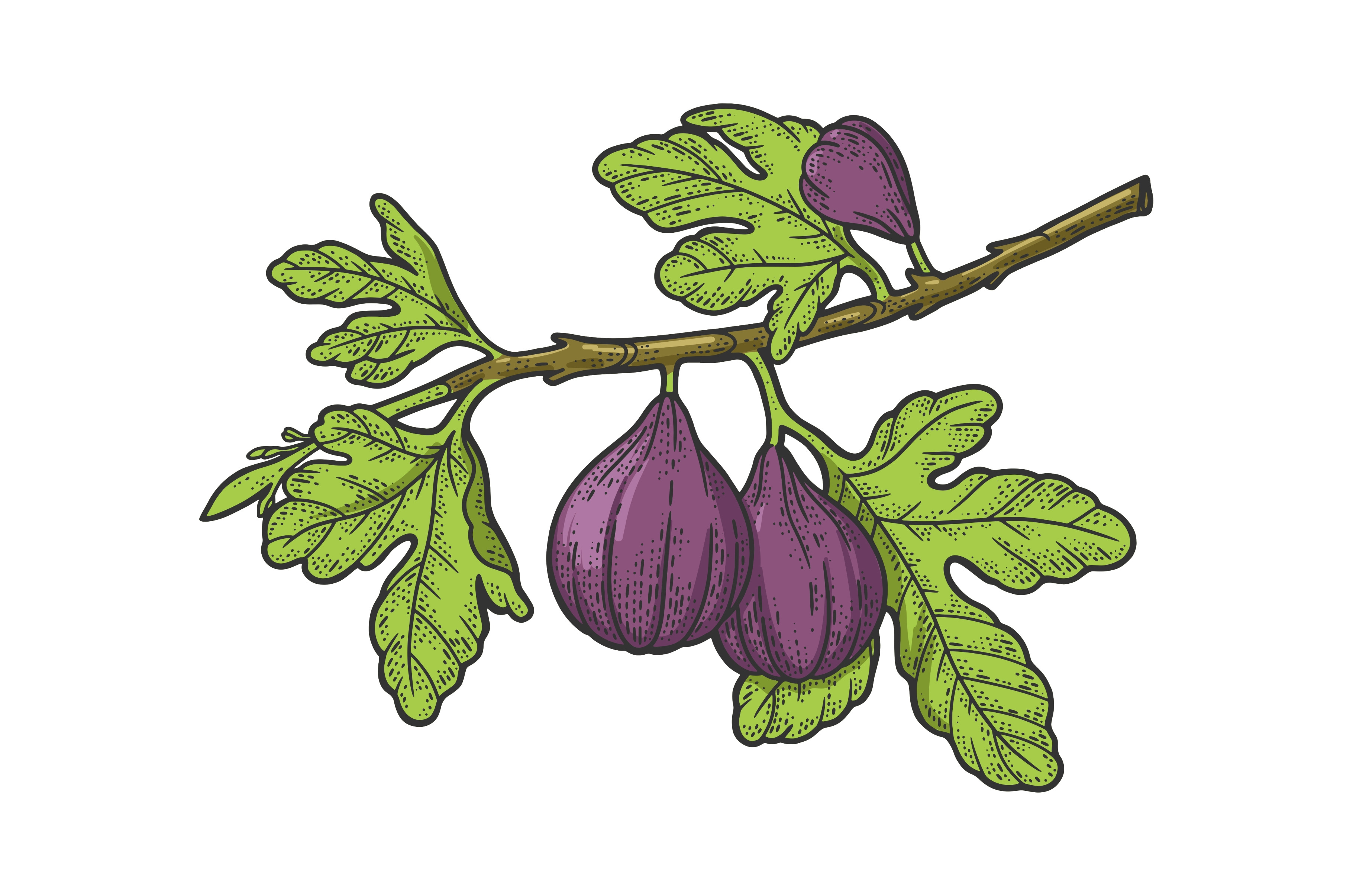 Common fig tree sketch vector, a Food Illustration by AlexArt