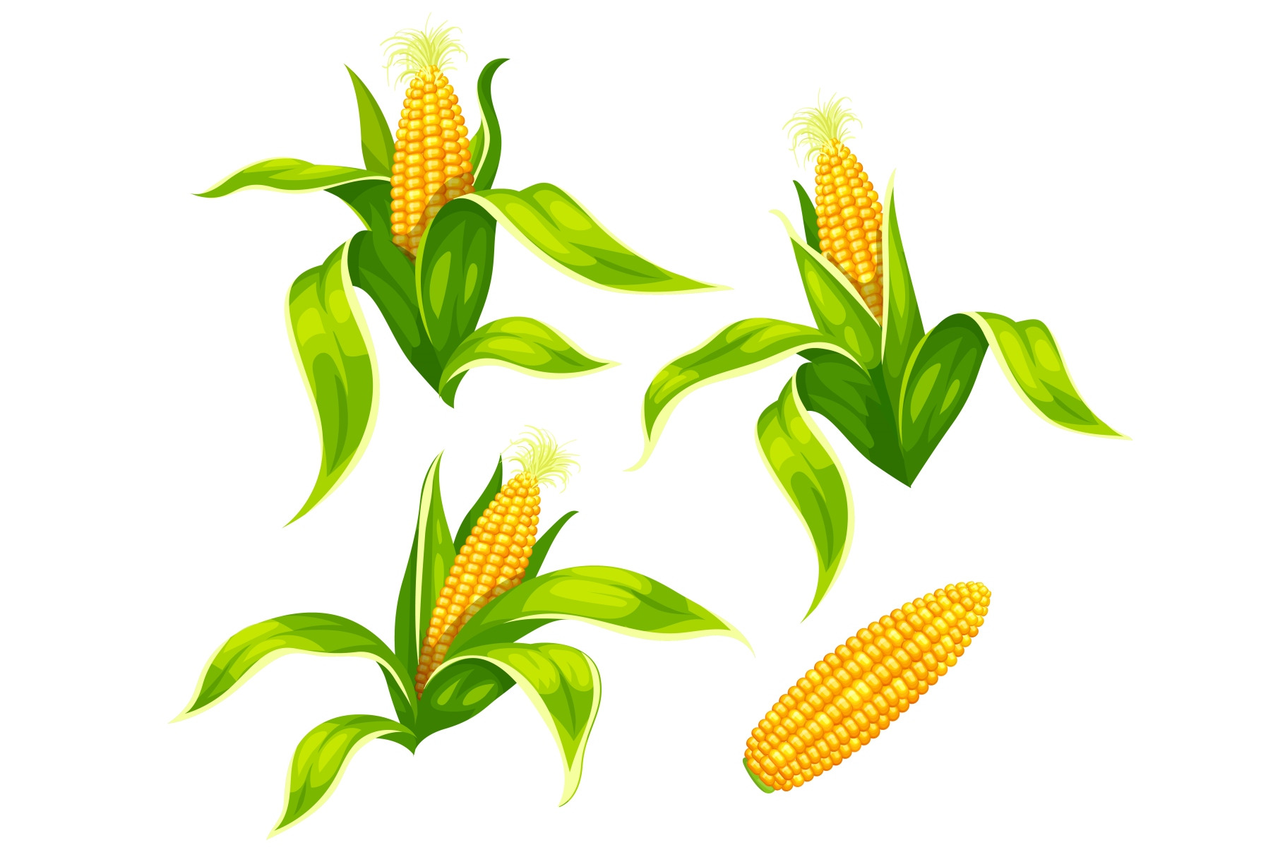 Maize corn cobs isolated vector set., a Food Illustration by LoopAll