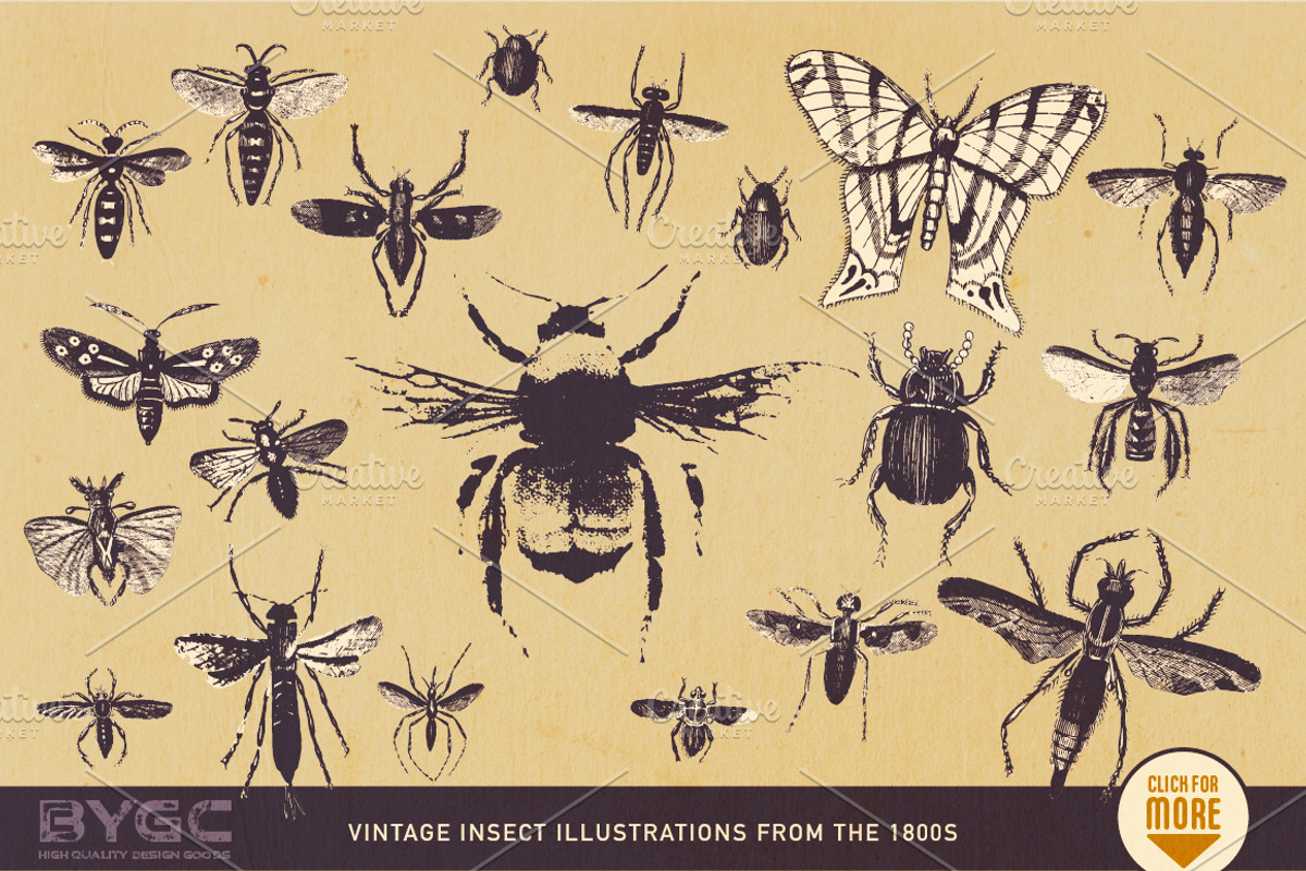 Vintage Insect Illustrations, an Illustration by BackYard Graphics Co.