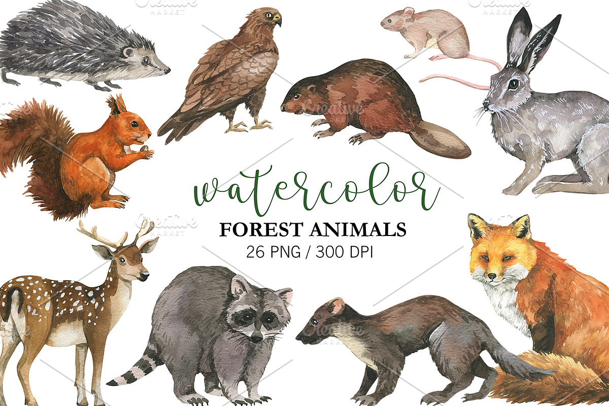 Watercolor Forest Animal Clipart, PNG