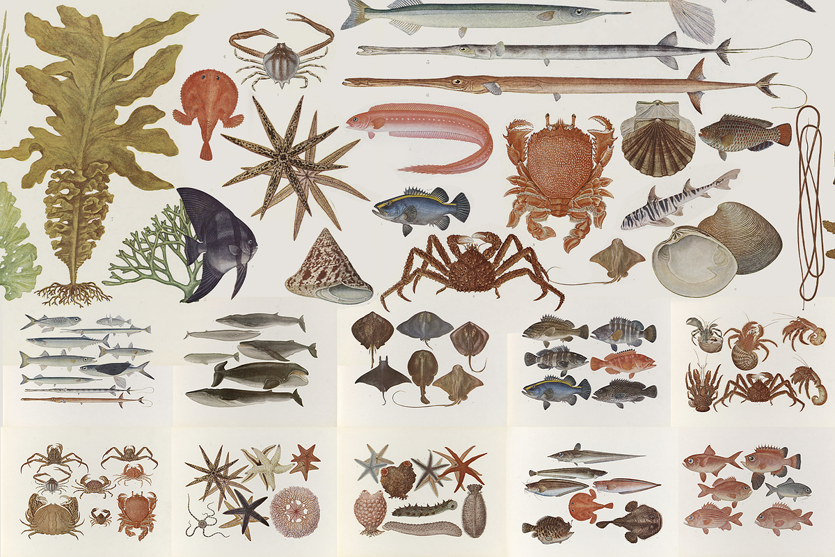 Kumataro Ito Japanese Aquatic Art, an Animal Illustration by Digital Museum