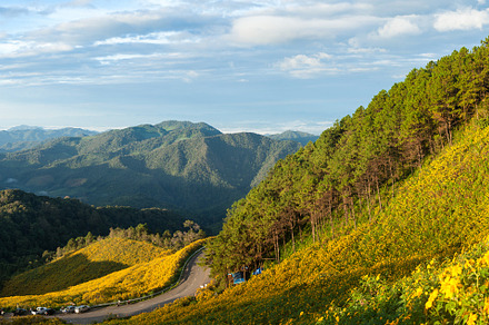 Middle Road flower field, a Nature Photo by a454
