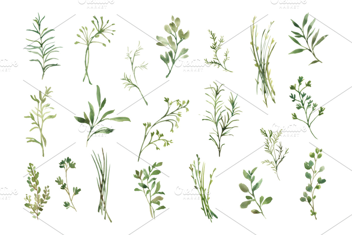 Watercolor Greenery Herbs Leaves PNG, an Illustration by GraphicsDish