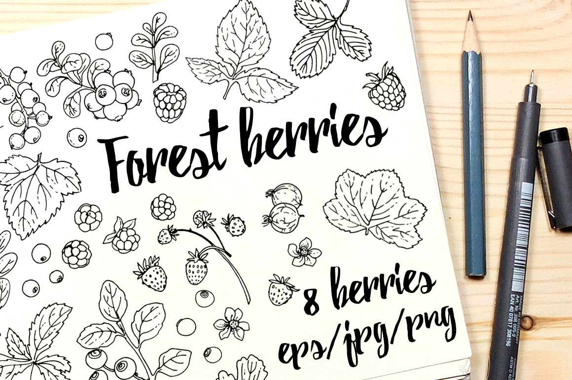 Vector drawings forest berries, an Object Graphic by irina.vaneeva