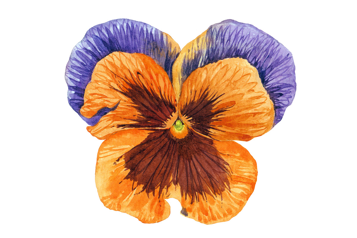 The summer set pansies, an Illustration by Watercolor life