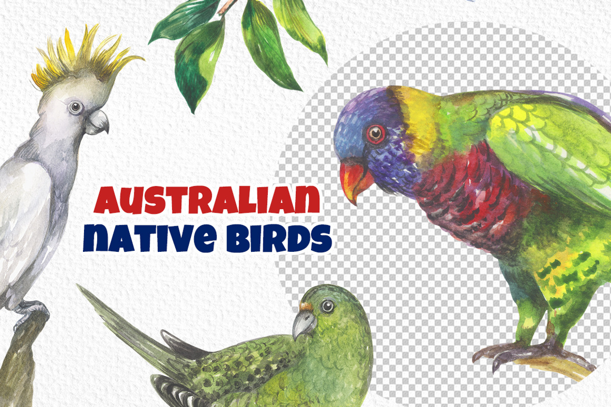 Australian native birds, an Illustration by FITALARTSNEDIGI