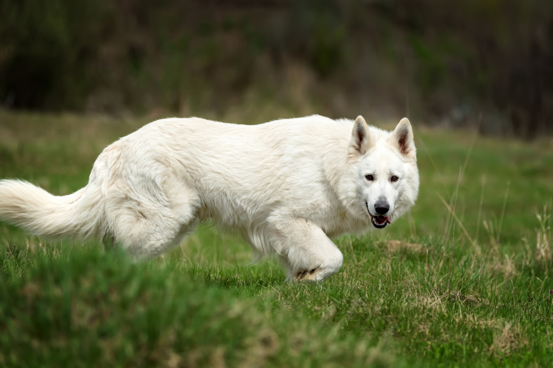 Berger blanc suisse stock photo containing white and shepherd, an ...