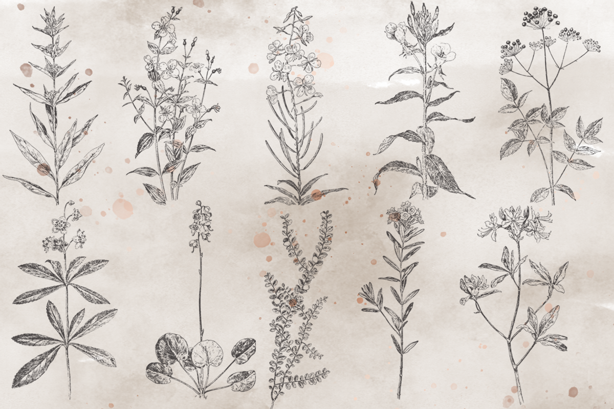 VintageVectorized-Wildflower Clipart, an Illustration by ThirdTryCharm