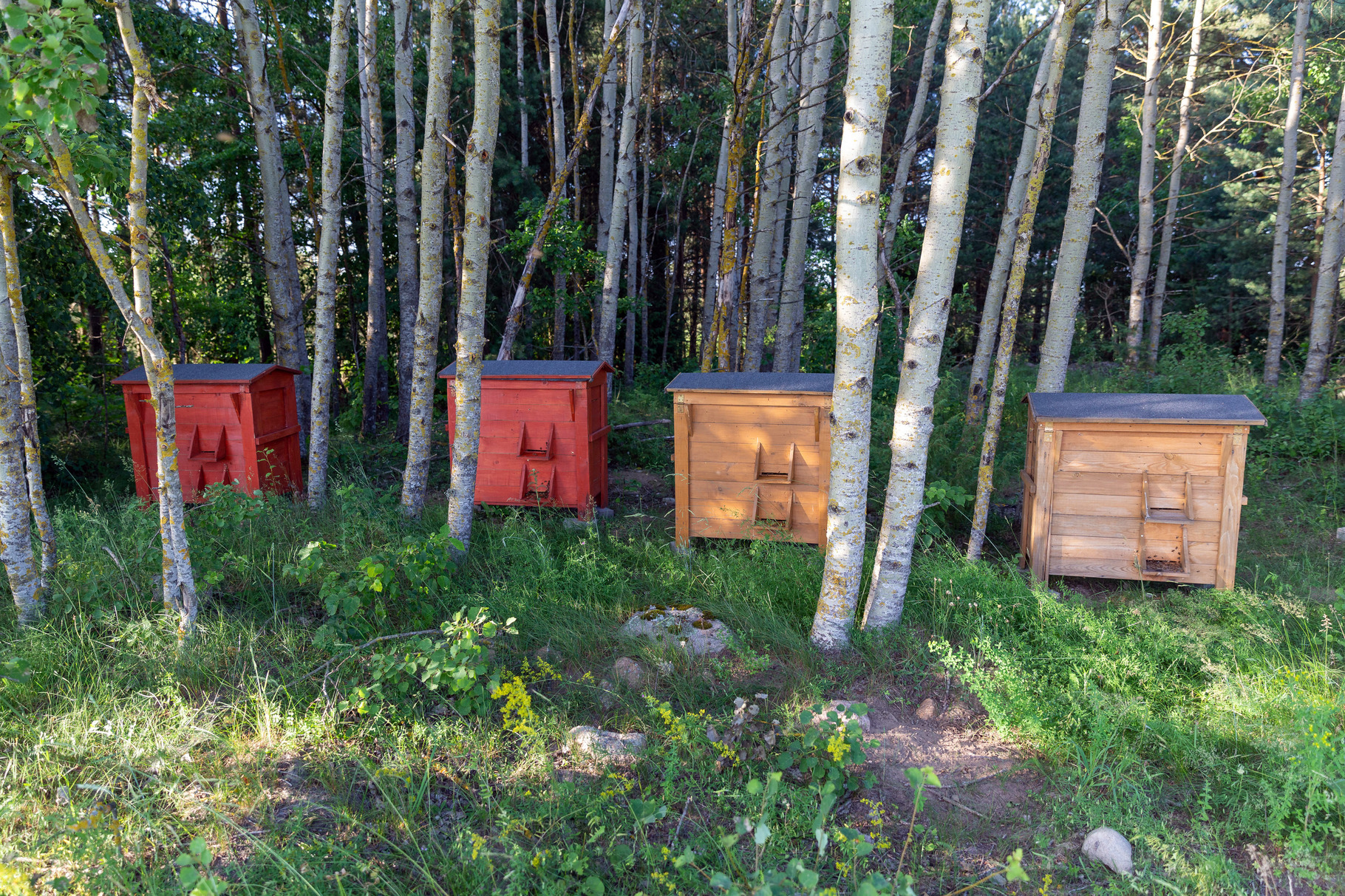 Row of hives in the forest apiary stock photo containing hive and ...