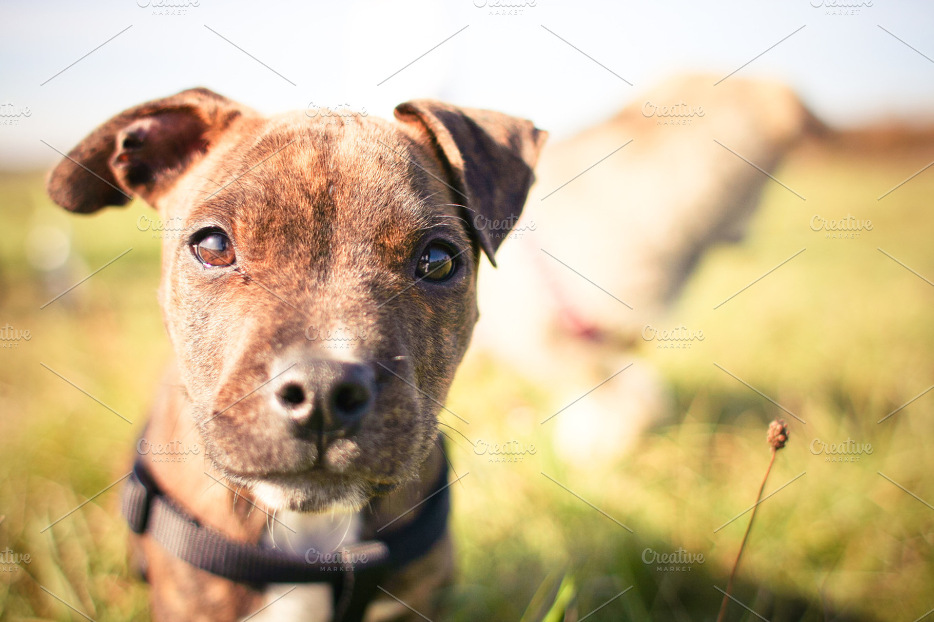 Little pitbull stock photograph, an Animal Photo by Viktor Hanacek ...