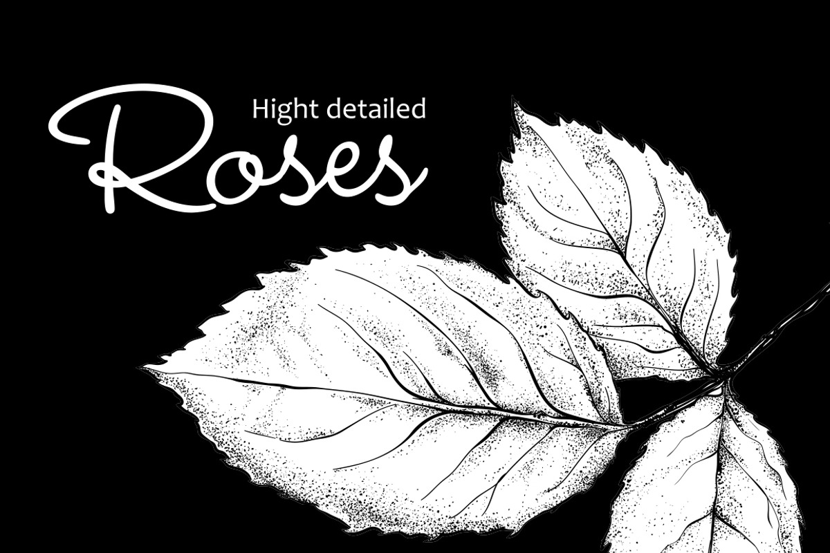 Very detailed handdrawn roses, an Object Graphic by Sonulkaster