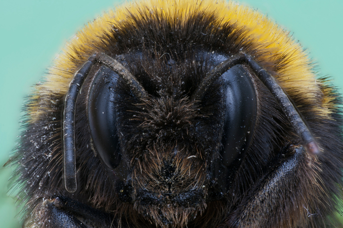 Bumblebee featuring wing, bombus, and bug, an Animal Photo by robcar