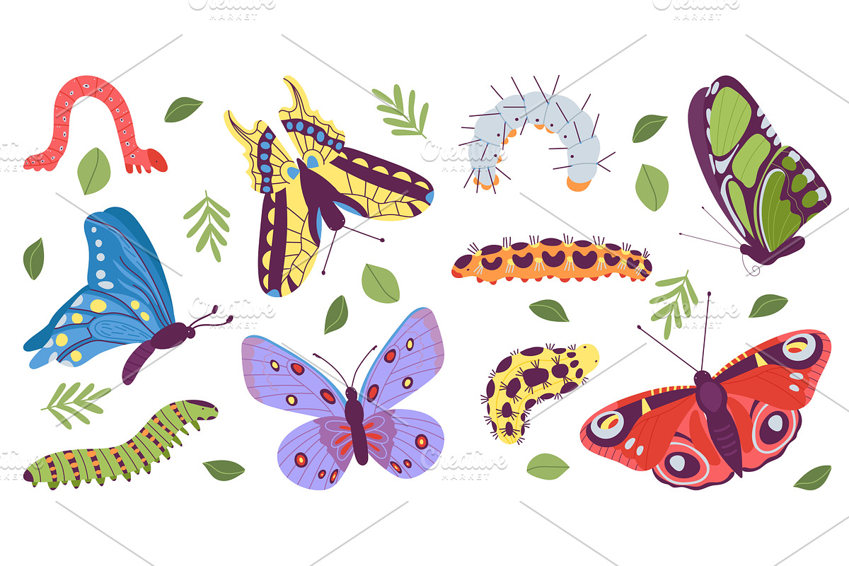 Caterpillar and butterfly. Pupa, a Background Graphic by Valerie Bodnar