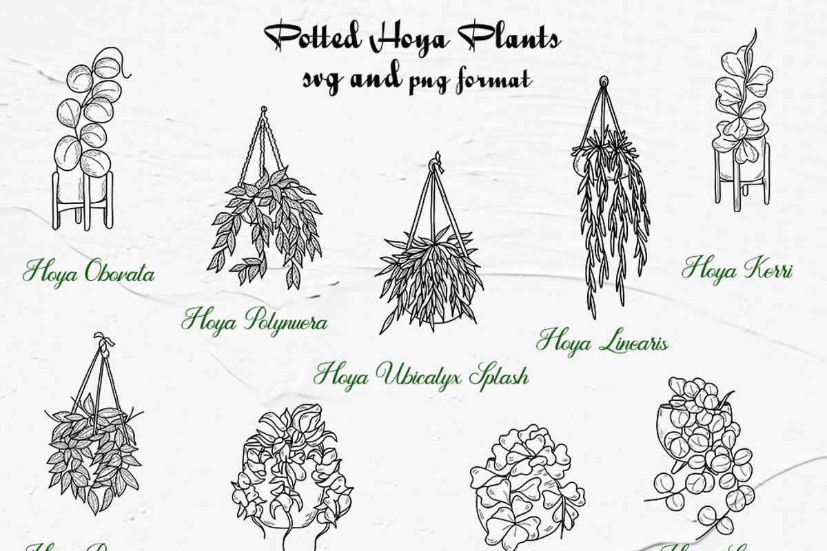 Hoya Plants Watercolor Clipart, a Decorative Illustration by BarvArt