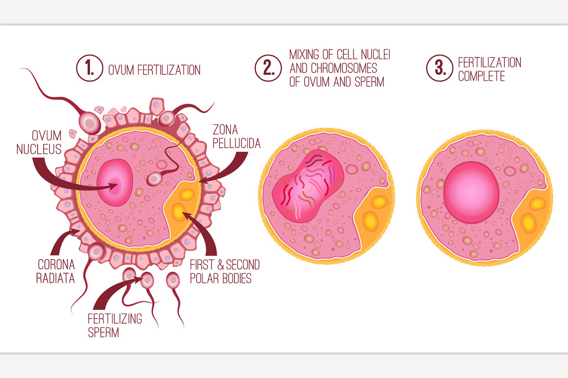 Female Egg Structure, an Education Illustration by Anna's Shop