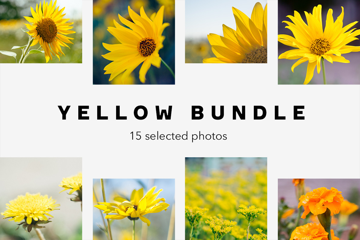 Yellow bundle featuring yellow, flowers, and flower, a Nature Photo by ...