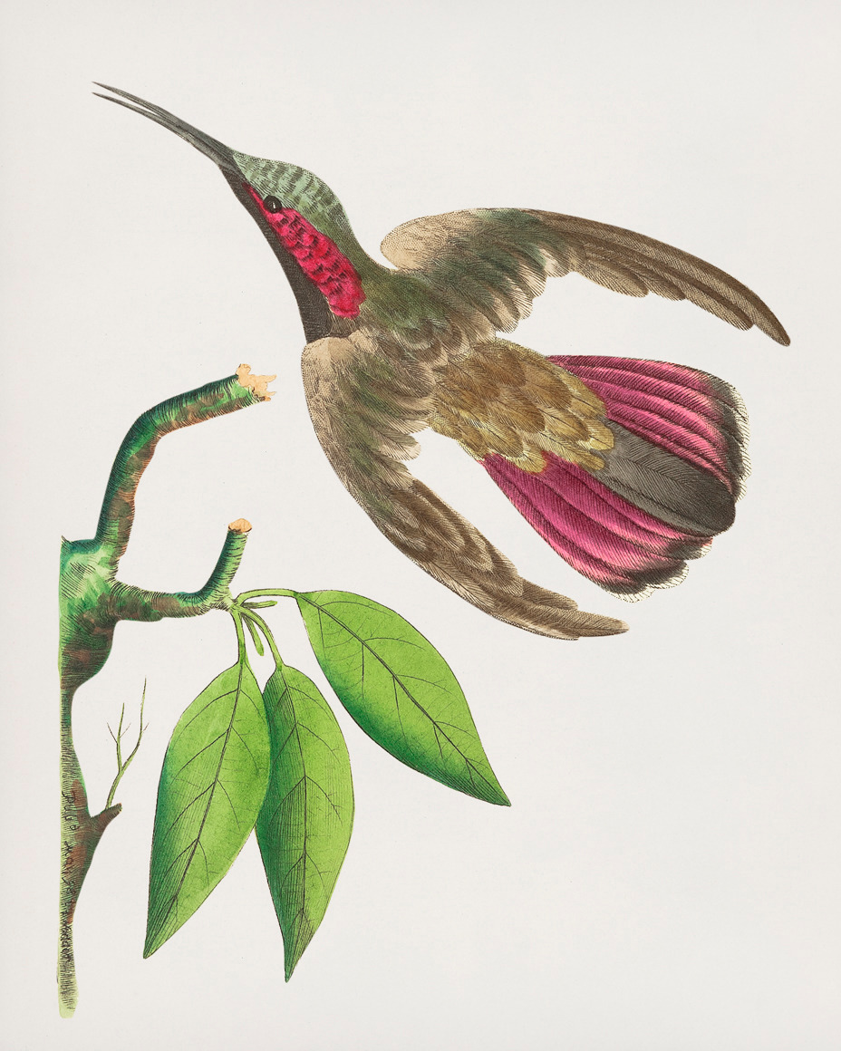 Illustration of hummingbird psd featuring animal, antique, and art, an ...