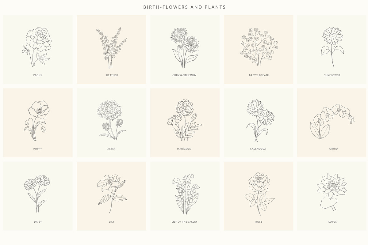 Birth-Flowers. Trendy Plants, Logos, a Seasonal Illustration by Designwork