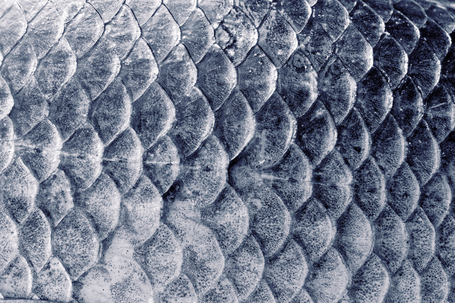 Crucian carp scales, natural texture | Nature Stock Photos ~ Creative ...
