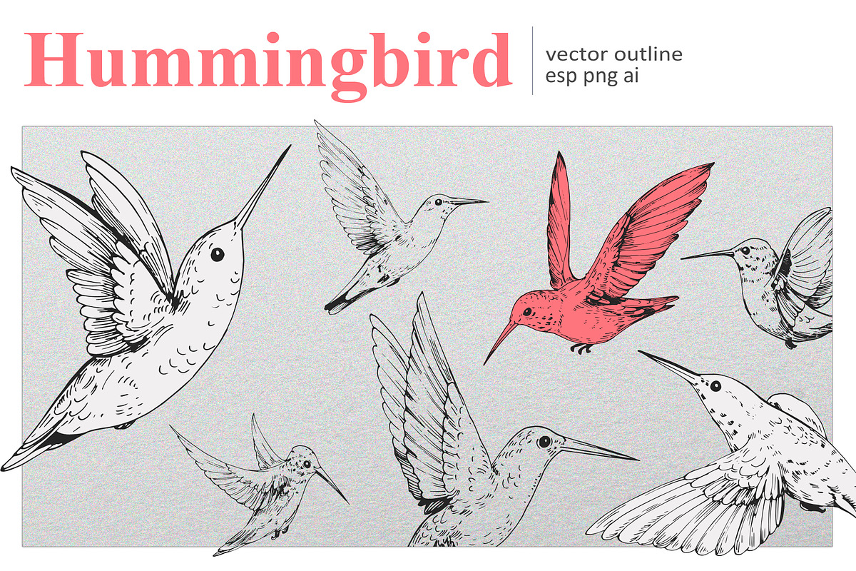 Hummingbird outline, a Decorative Illustration by Aksol