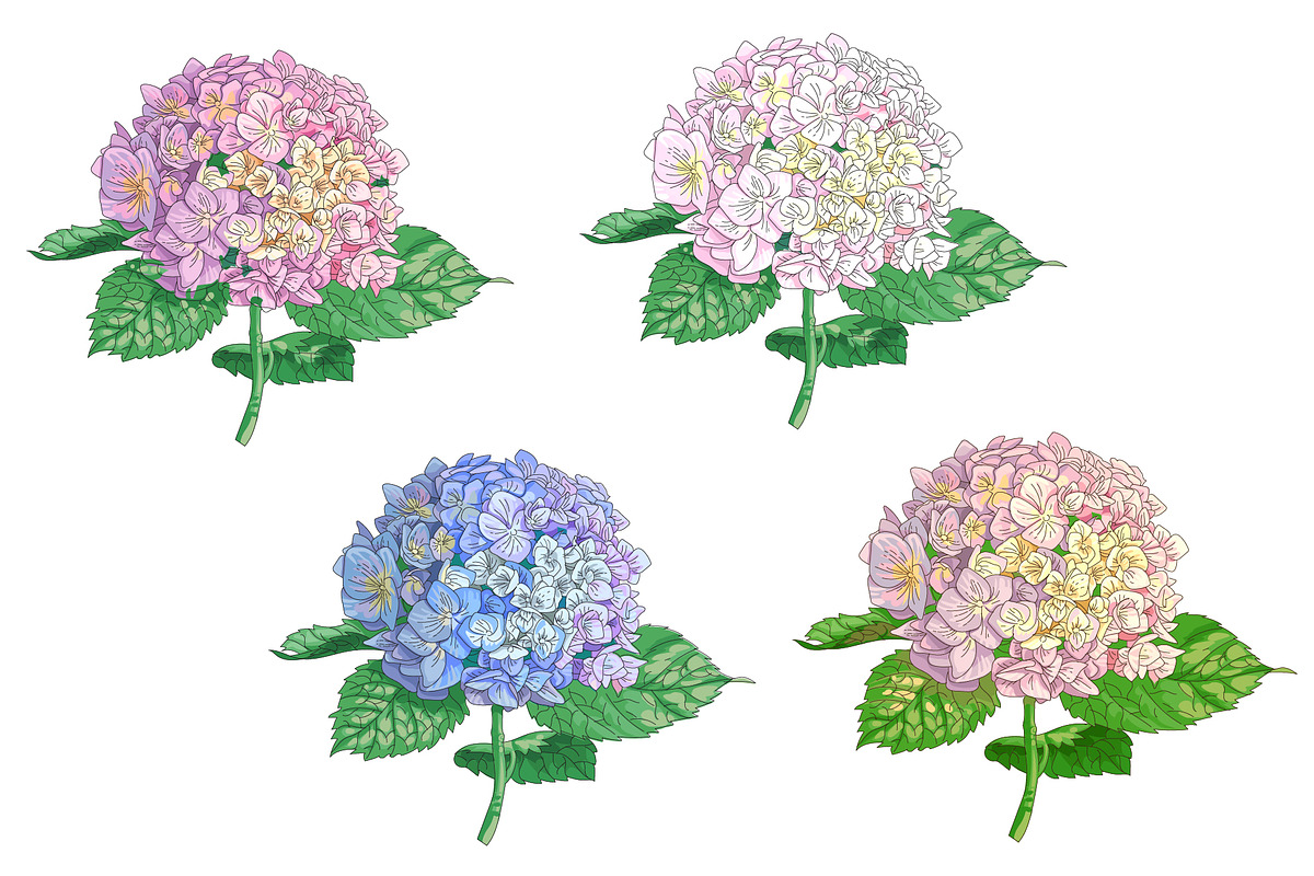Hydrangea, an Illustration by Schumacher Shop
