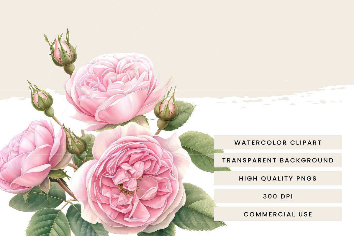 Watercolor Pink Roses Clipart Bundle, an Object Illustration by Design ...