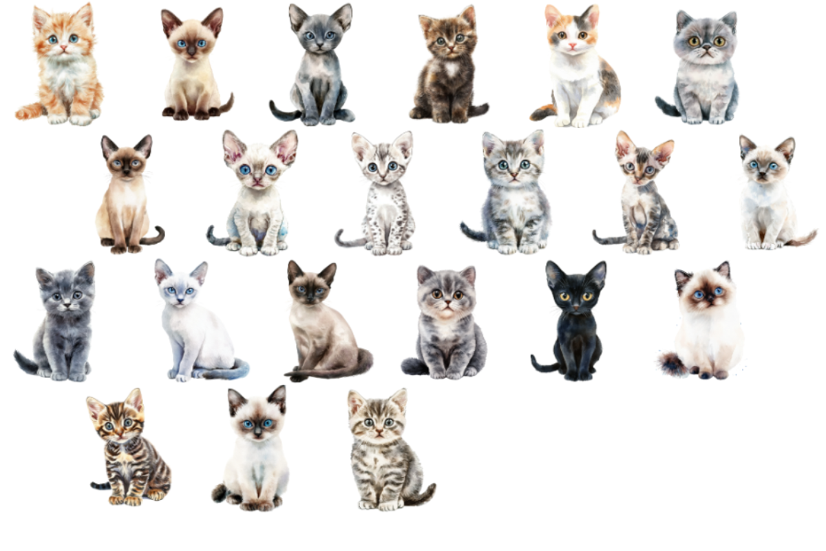 Cat Fanciers Breeds Kittens Clipart | Creative Market