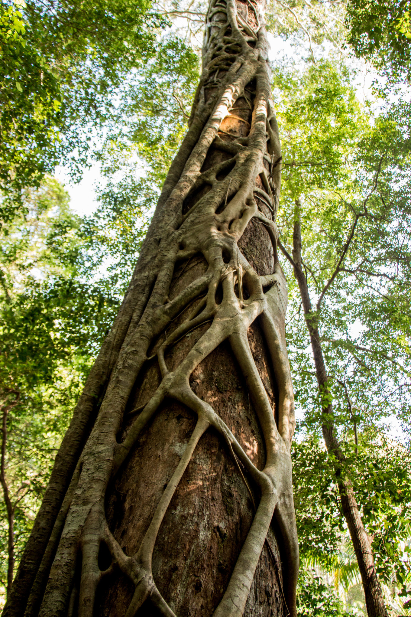 enclosed tree, a Nature Photo by ysajna