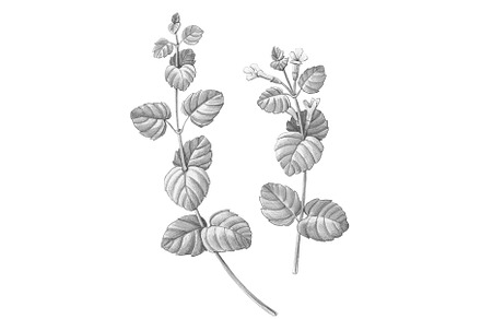Houseleek Pencil Illustration, a Decorative Illustration by Anna Repp ...
