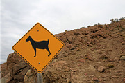 Warning sign for goats on road featuring goat, road, and sign | Animal ...