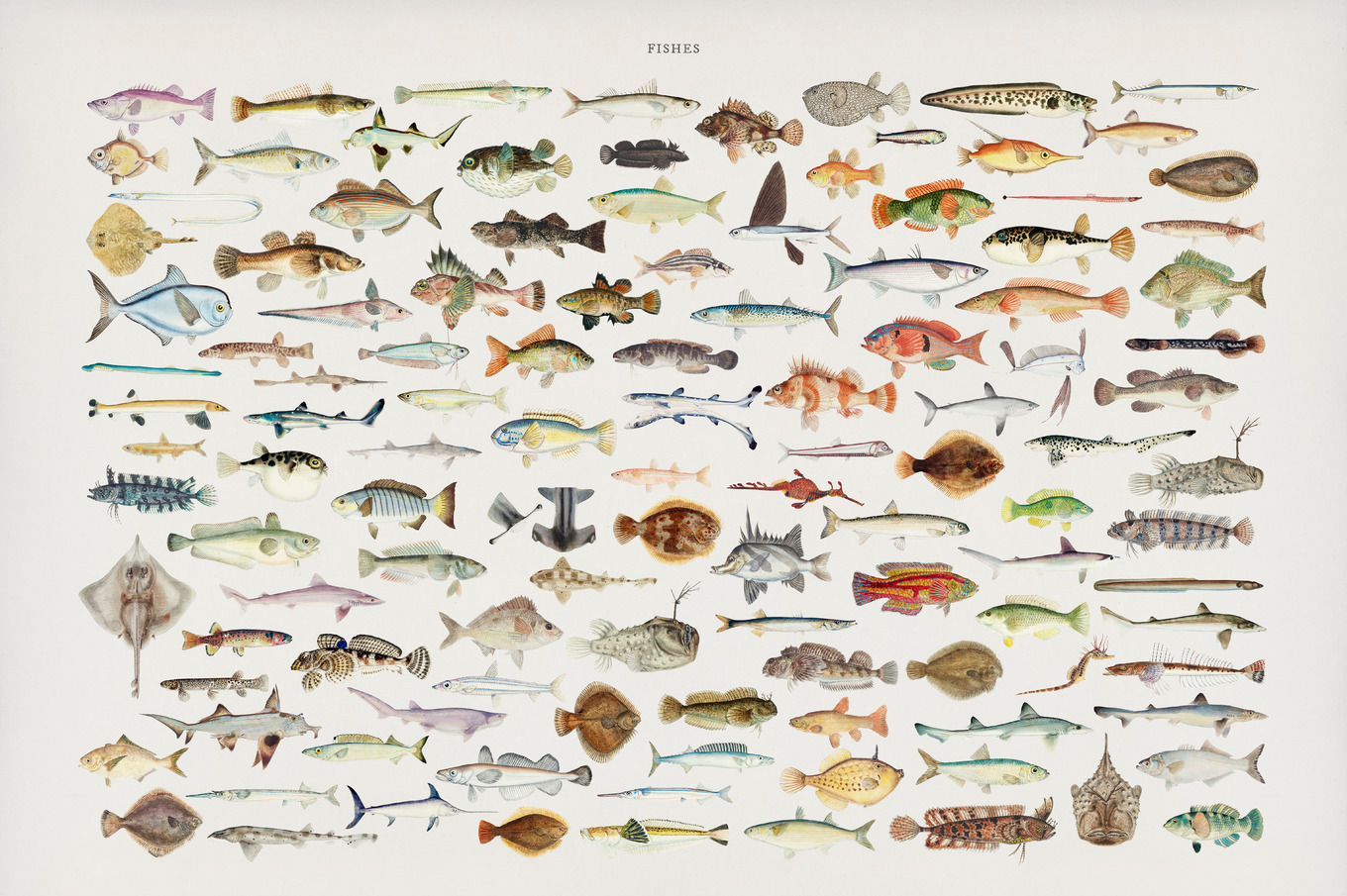 Colorful southern pacific fishes containing fish, set, and pacific, an ...