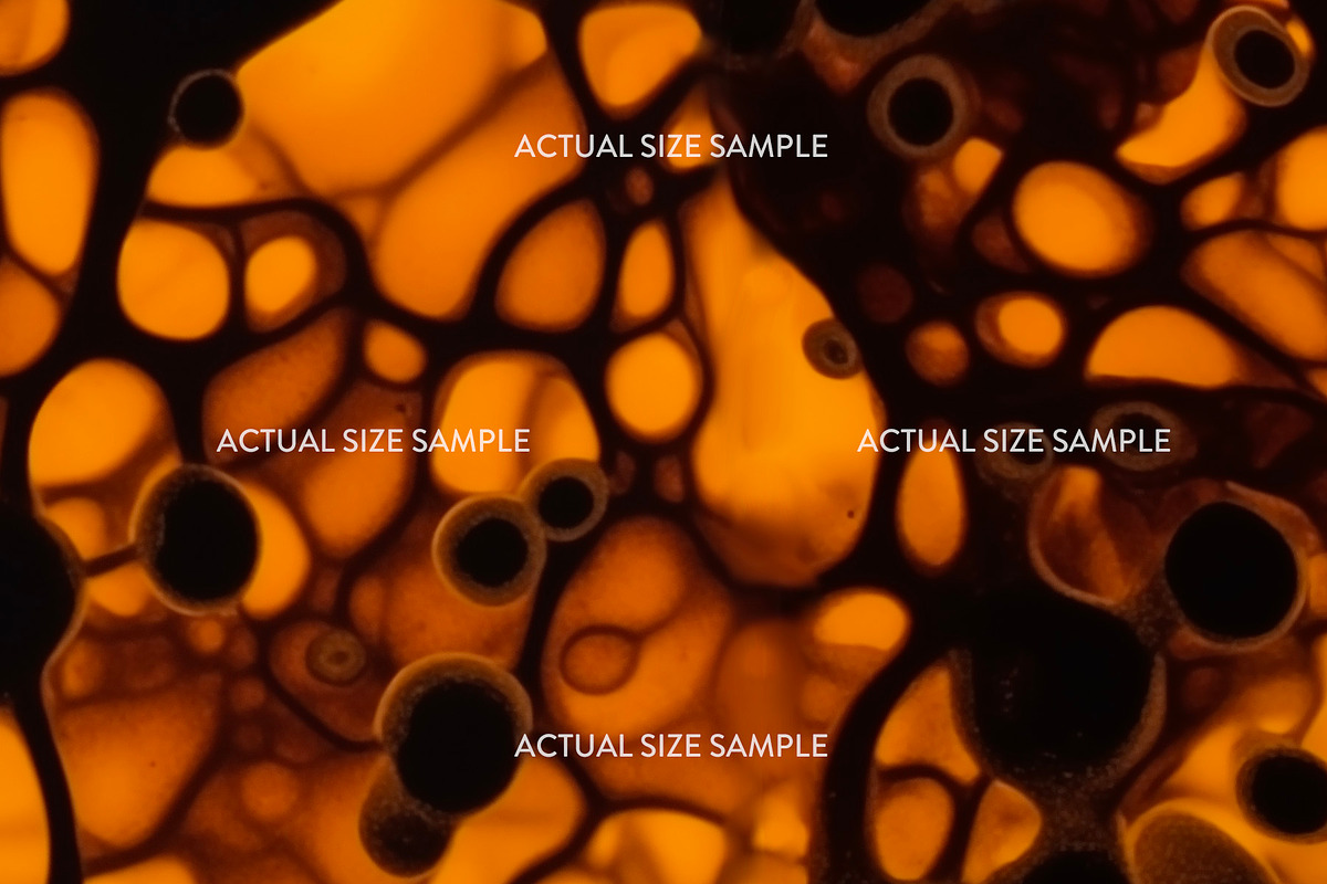 Tortoiseshell Resin Cells Pattern, a Pattern Graphic by Leysa Flores