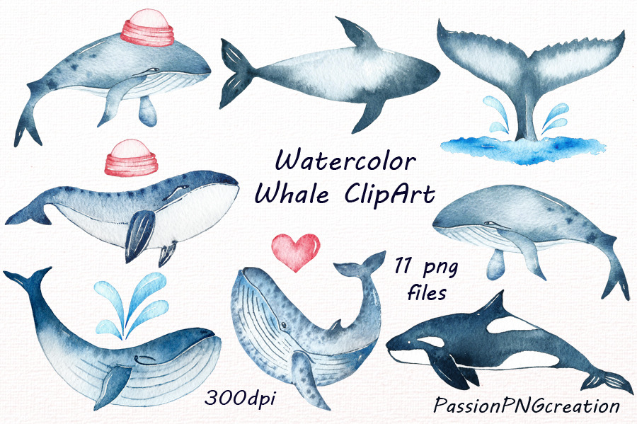 Watercolor Whale Clipart, an Animal Illustration by PassionPNGcreation