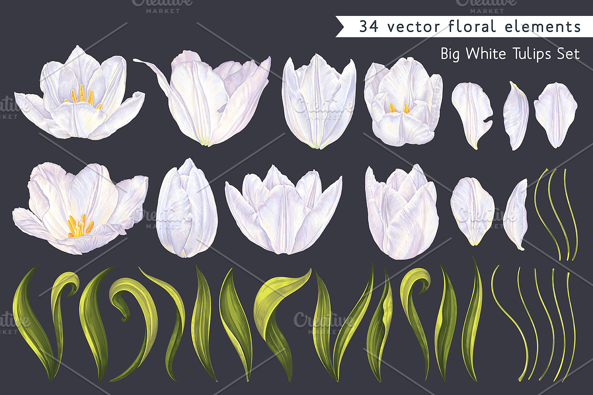 Realistic Vector White Tulips Set, an Illustration by MarynaPetrovska
