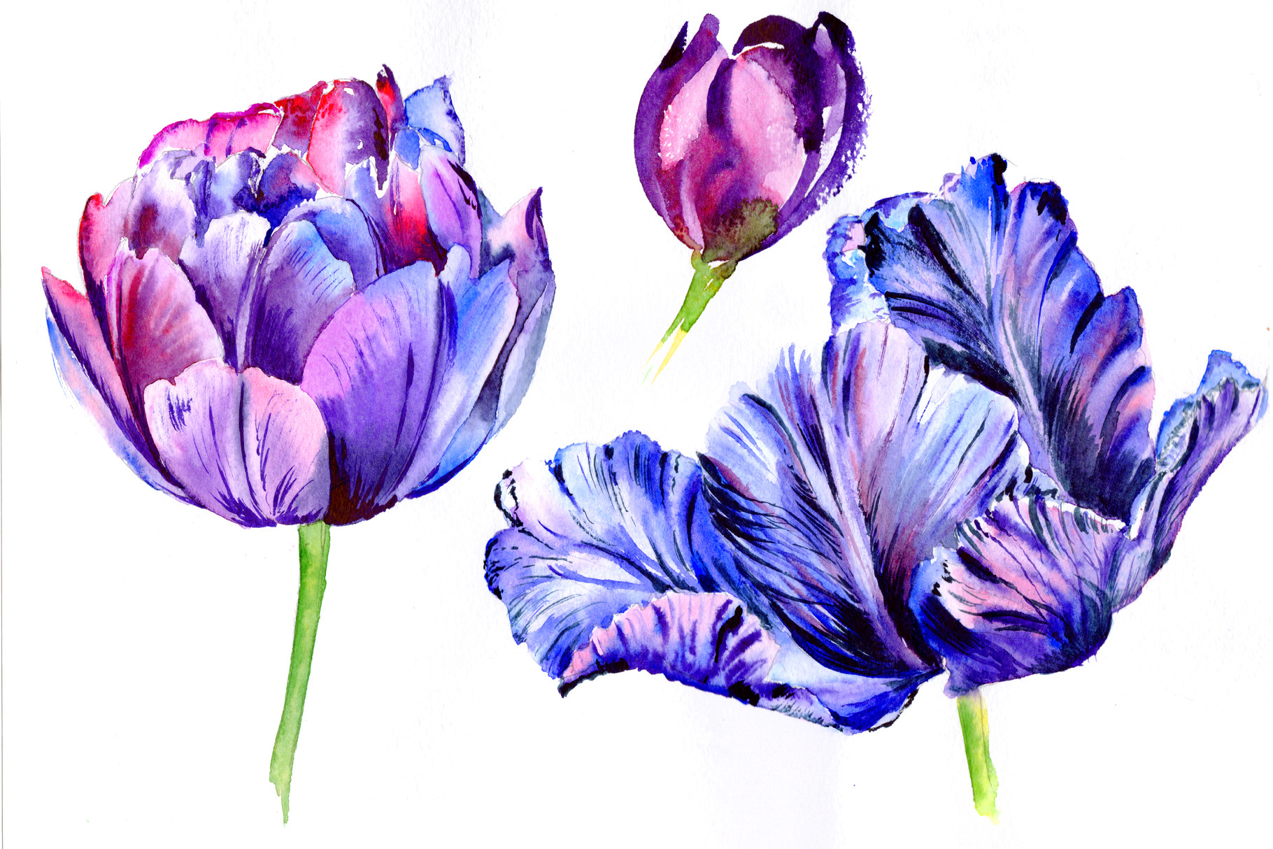 Purple tulip watercolor flowers PNG, a Seasonal Illustration by ...