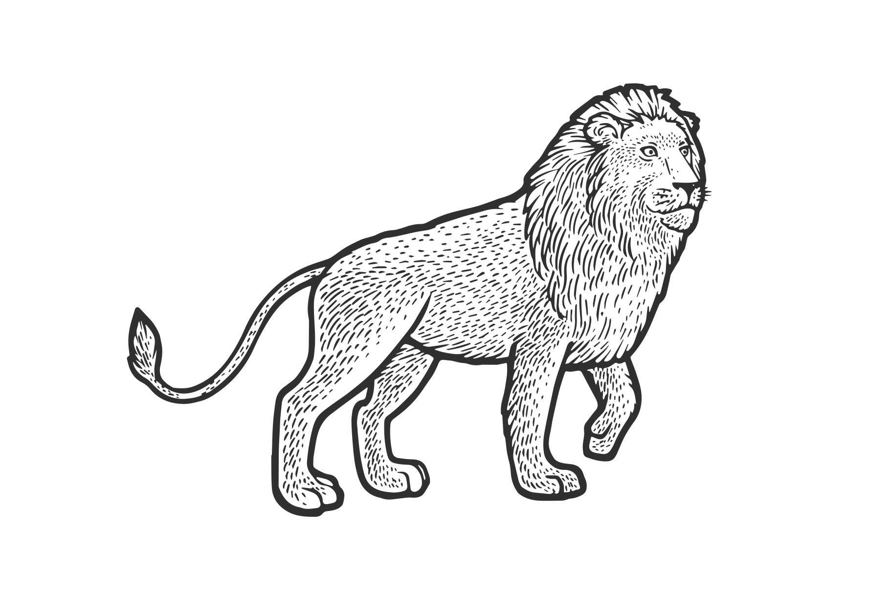 Walking lion sketch vector, an Animal Illustration by AlexArt