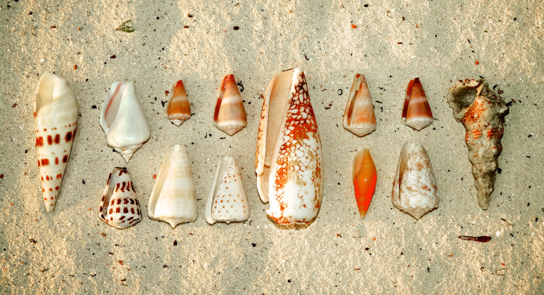 Various Ocean Shells, an Abstract Photo by zhekos | Creative Market