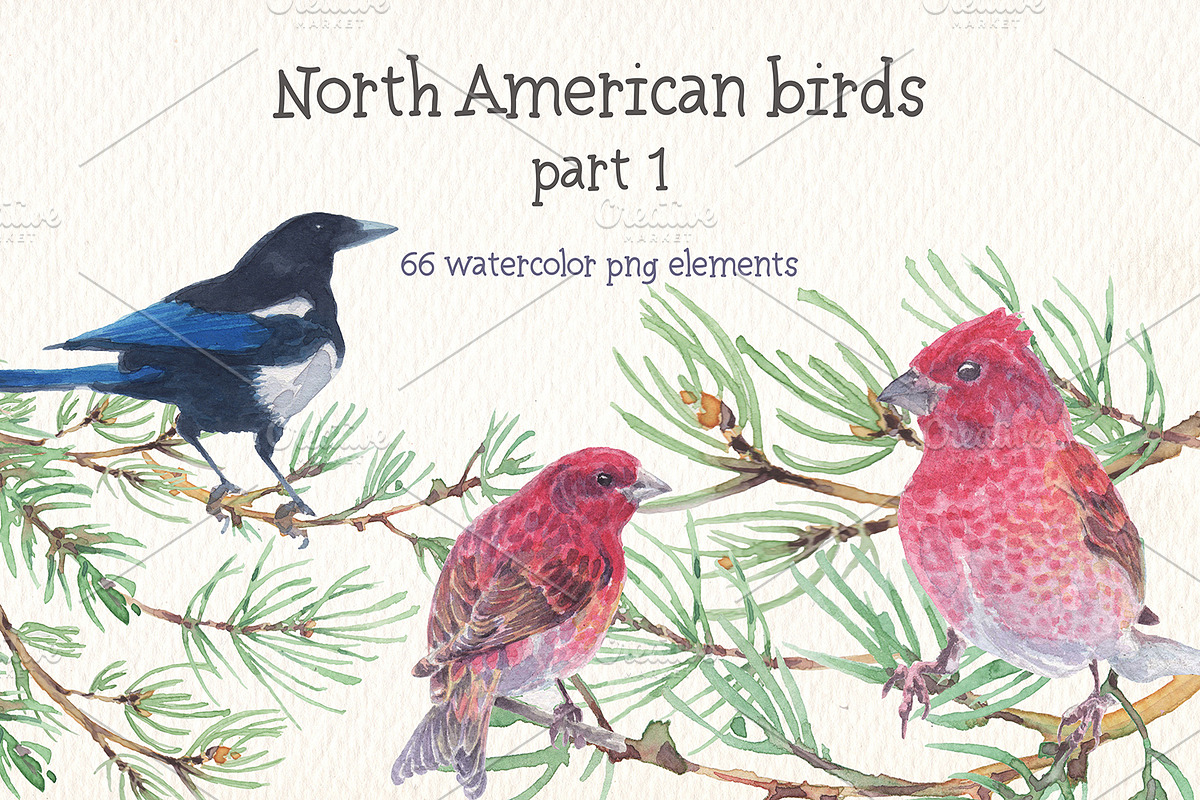 Birds of North America watercolor, an Illustration by Art & Things