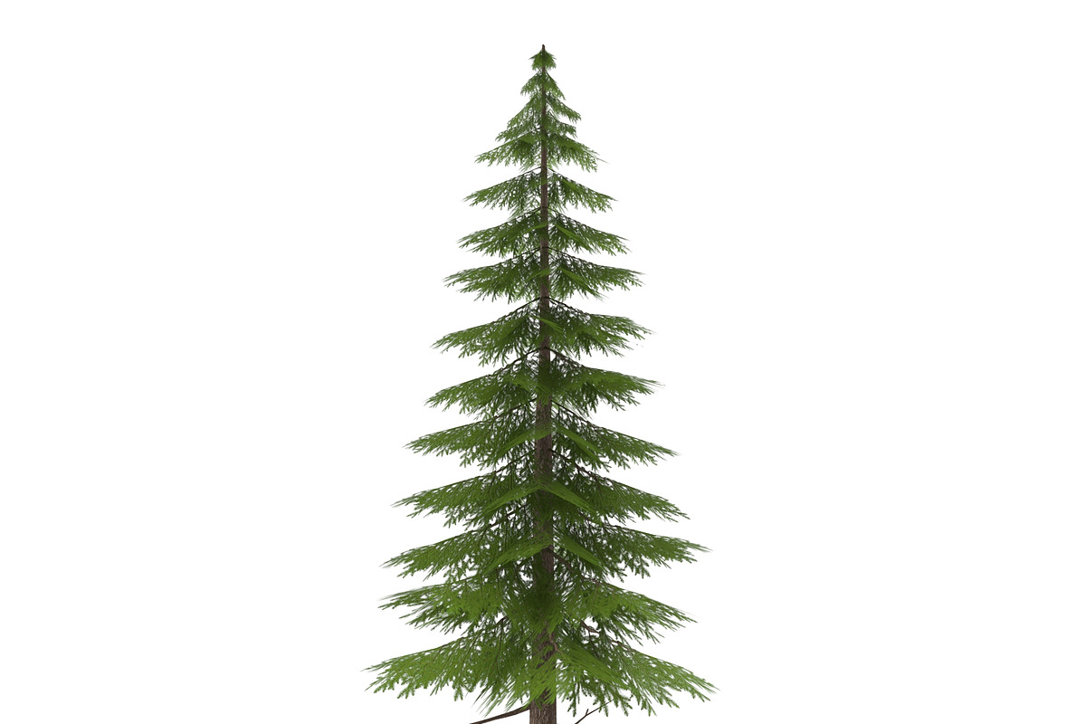 Canadian Spruce Tree Grean V3, a Plants & Tree 3D Model by AndrewWhite