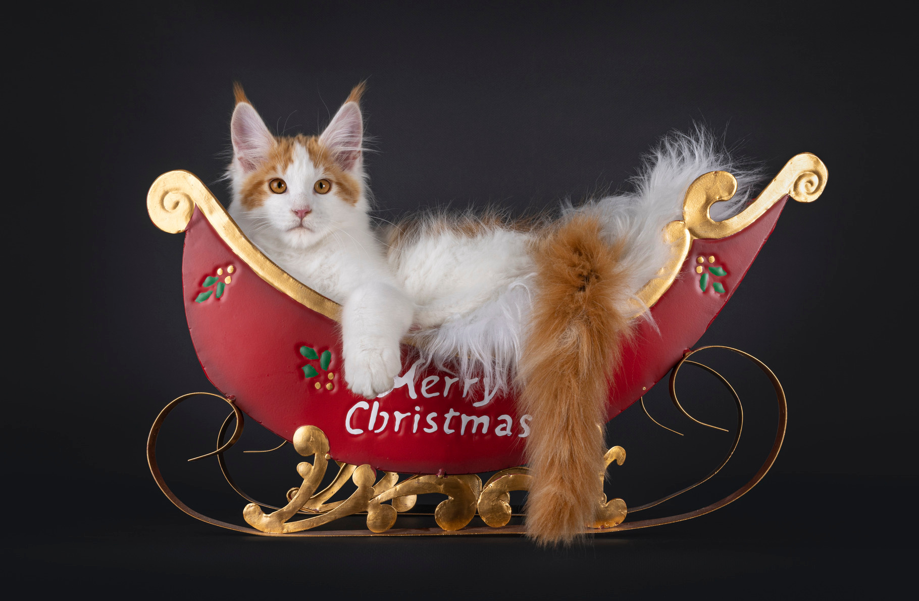 Maine Coon cat kitten on black background, an Animal Photo by Cat'chy ...