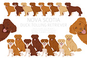 Nova Scotia duck tolling retriever | Creative Market