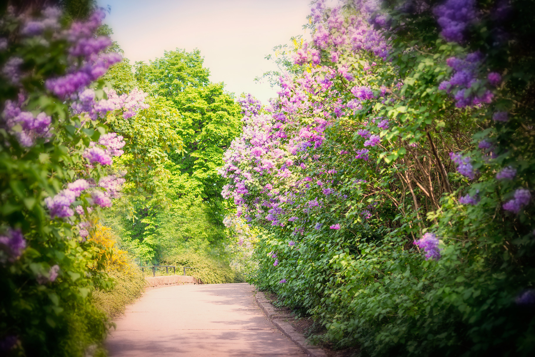 Outdoor nature background | Nature Stock Photos ~ Creative Market