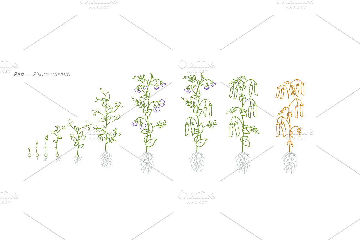 Pea Growth Stages Accurate Botanical, an Object Illustration by Ilia Design