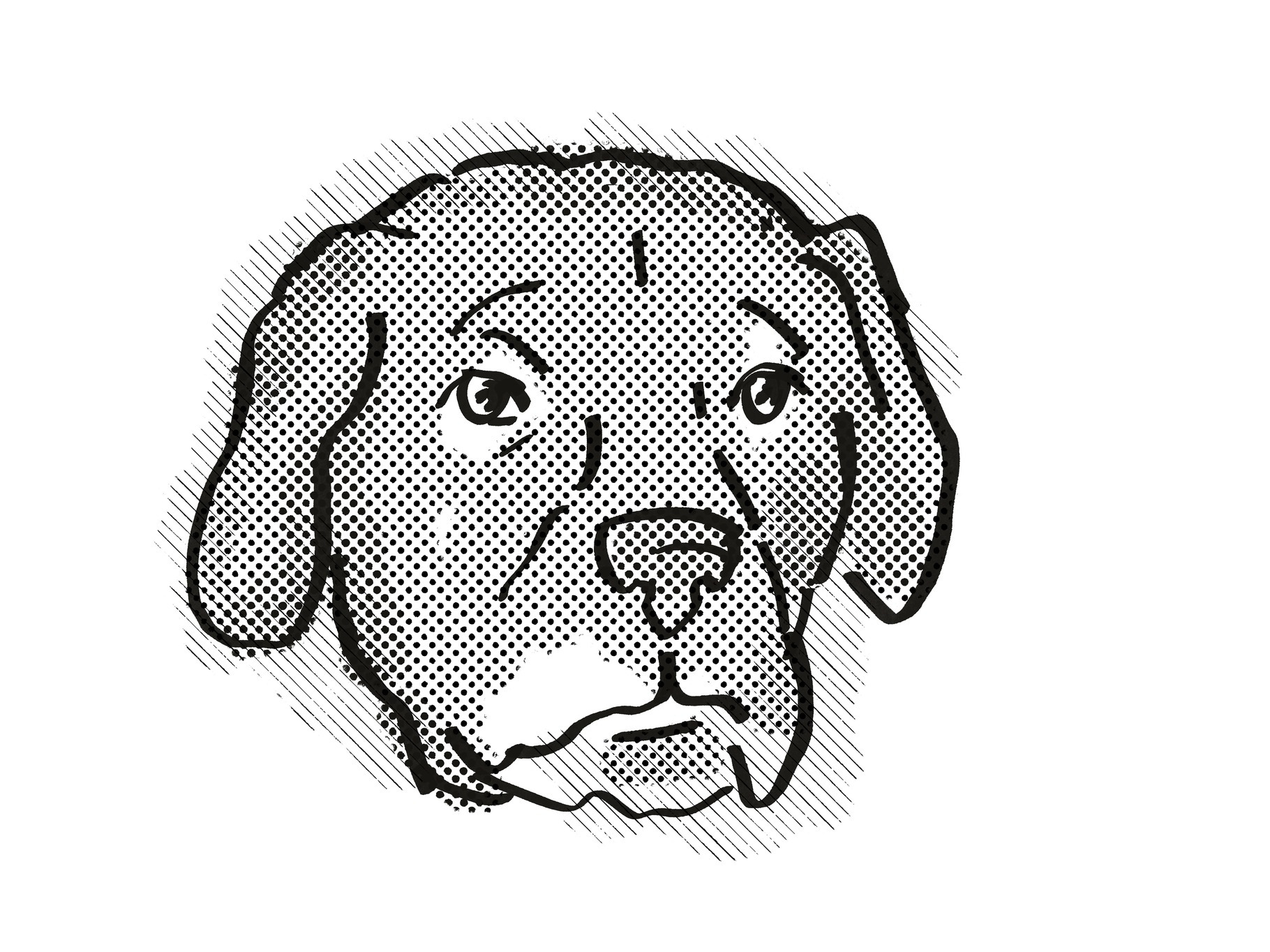 Afador or Afghan Lab Dog Breed, a Photo by patrimonio