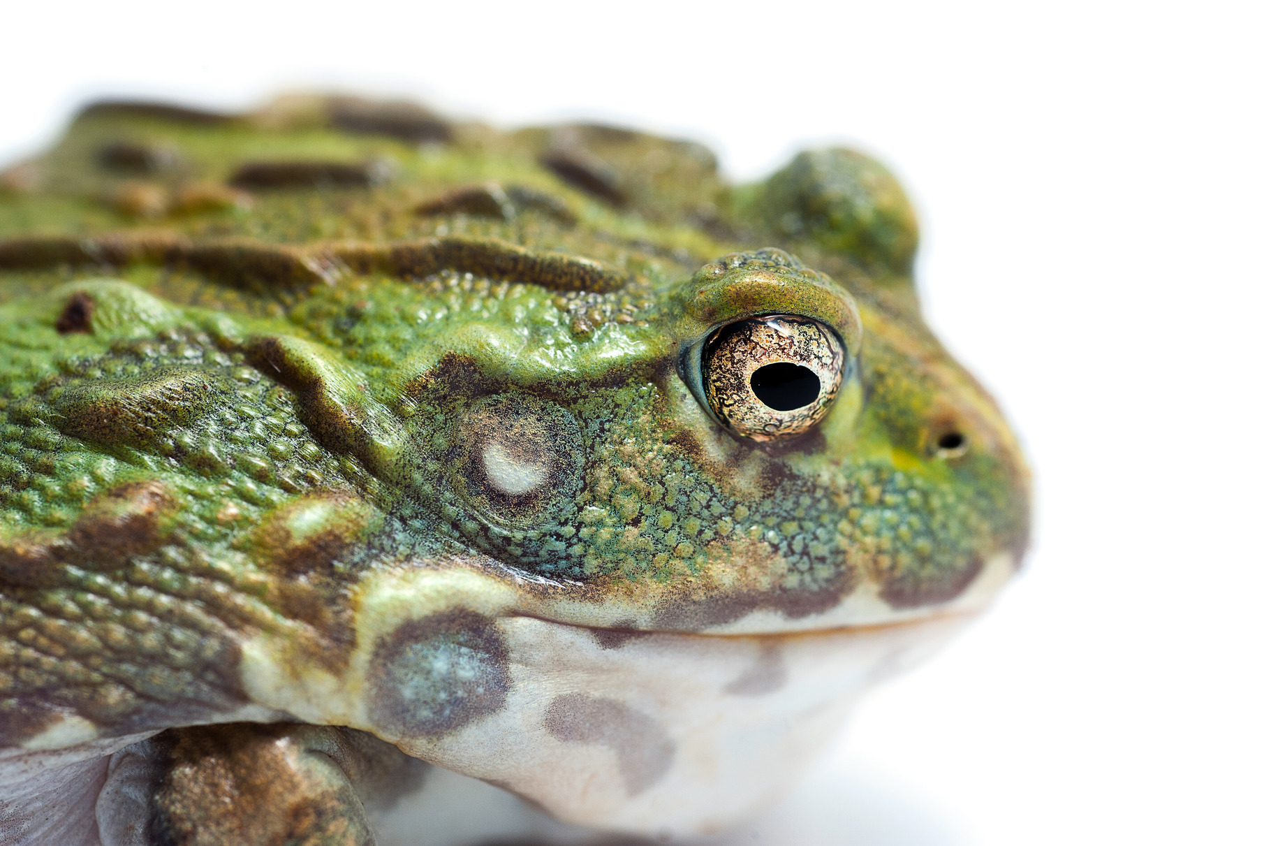The african bullfrog isolated featuring africa, amphibian, and animal ...