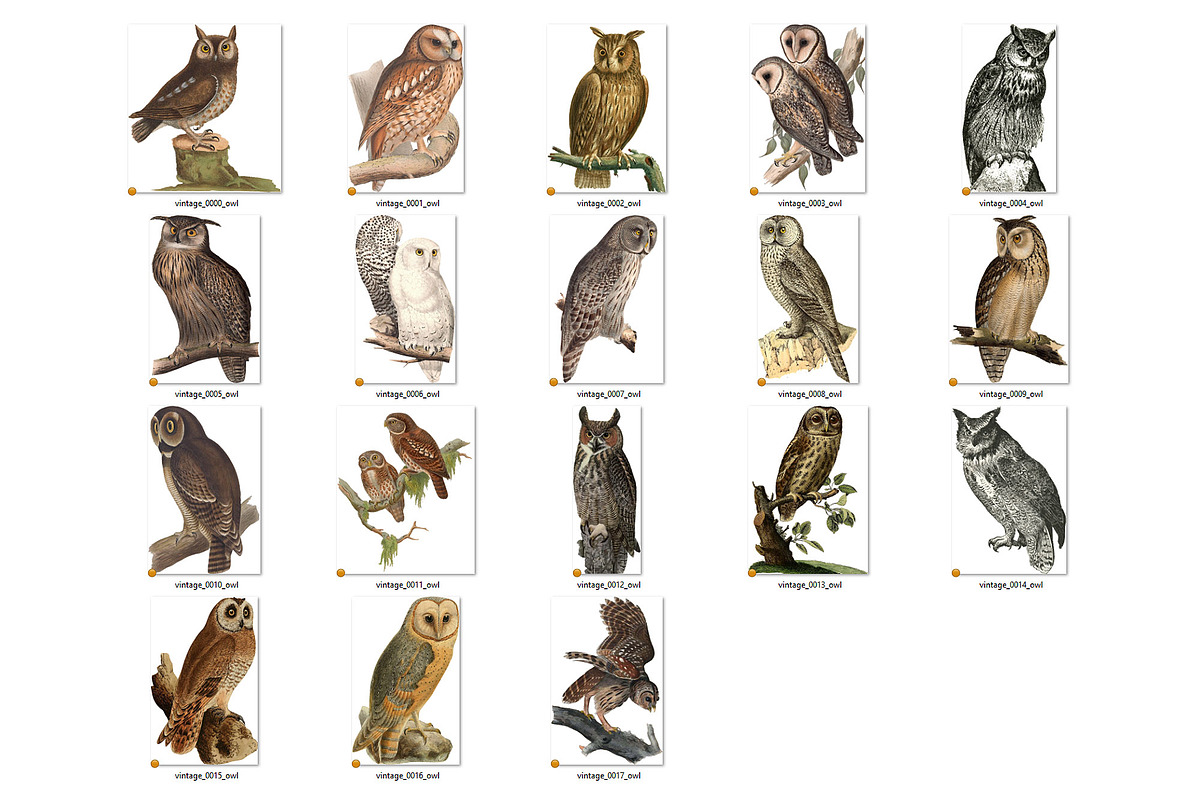 Vintage Owls Clipart, an Illustration by Digital Curio