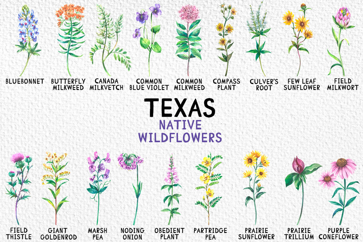 Texas Native Wildflowers Watercolor, an Illustration by FITALARTSNEDIGI