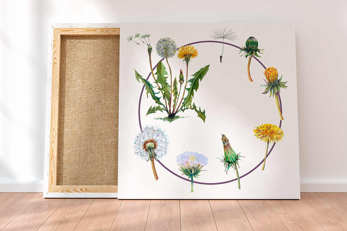 Dandelion Life Cycle Set, an Education Illustration by Tati Bordiu