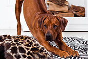 Rhodesian Ridgeback dog bending, an Animal Photo by olgakhazai