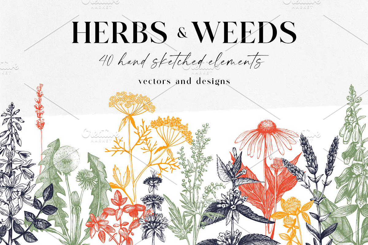 Medicinal Herbs Vector Bundle